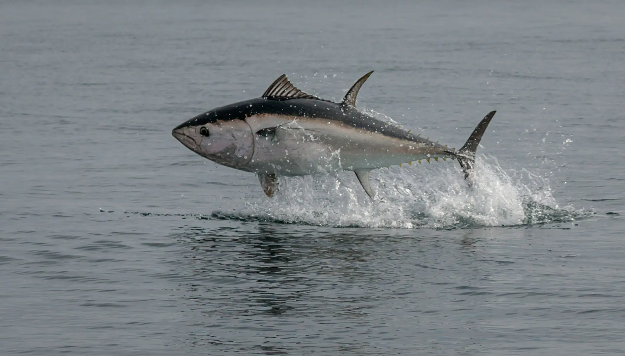 Eksklusivt fiskeri åbner i Danmark: Fang en kæmpe tun – hvis du er ...